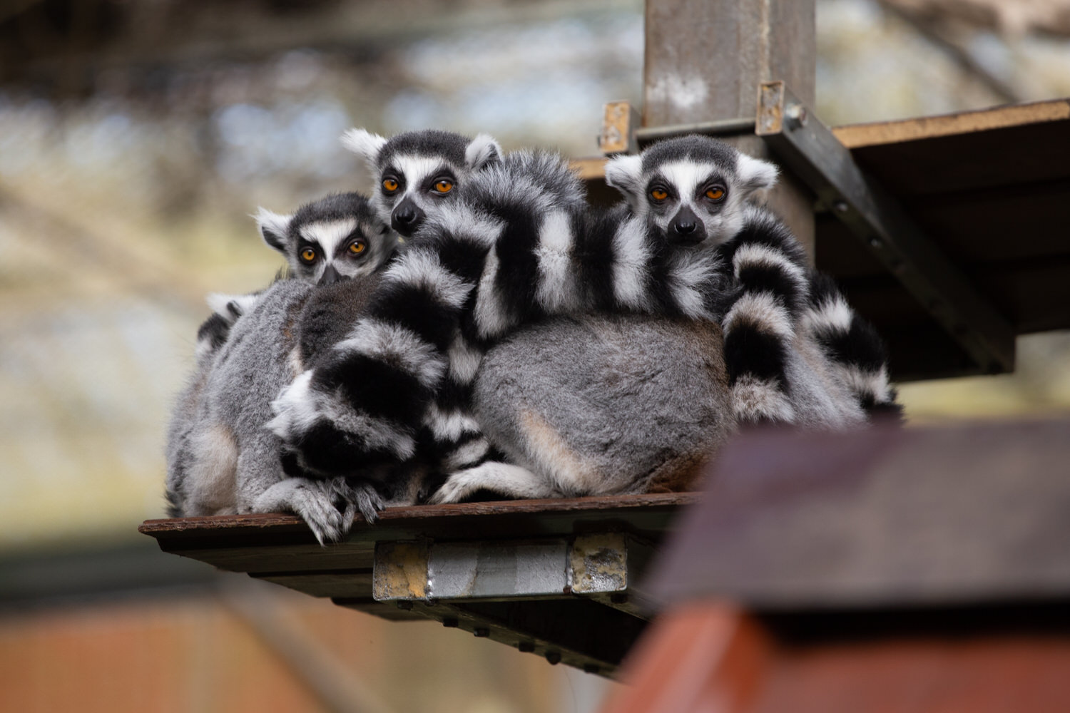 Is The Canon 6D Still Good in 2023? - SKYES Media